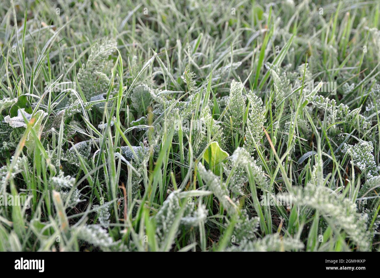 Frost grass lawn hi-res stock photography and images - Alamy