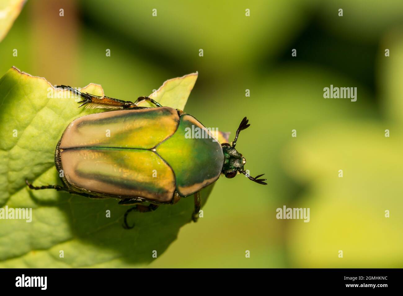 Green June Beetle (Cotinis nitida Stock Photo - Alamy