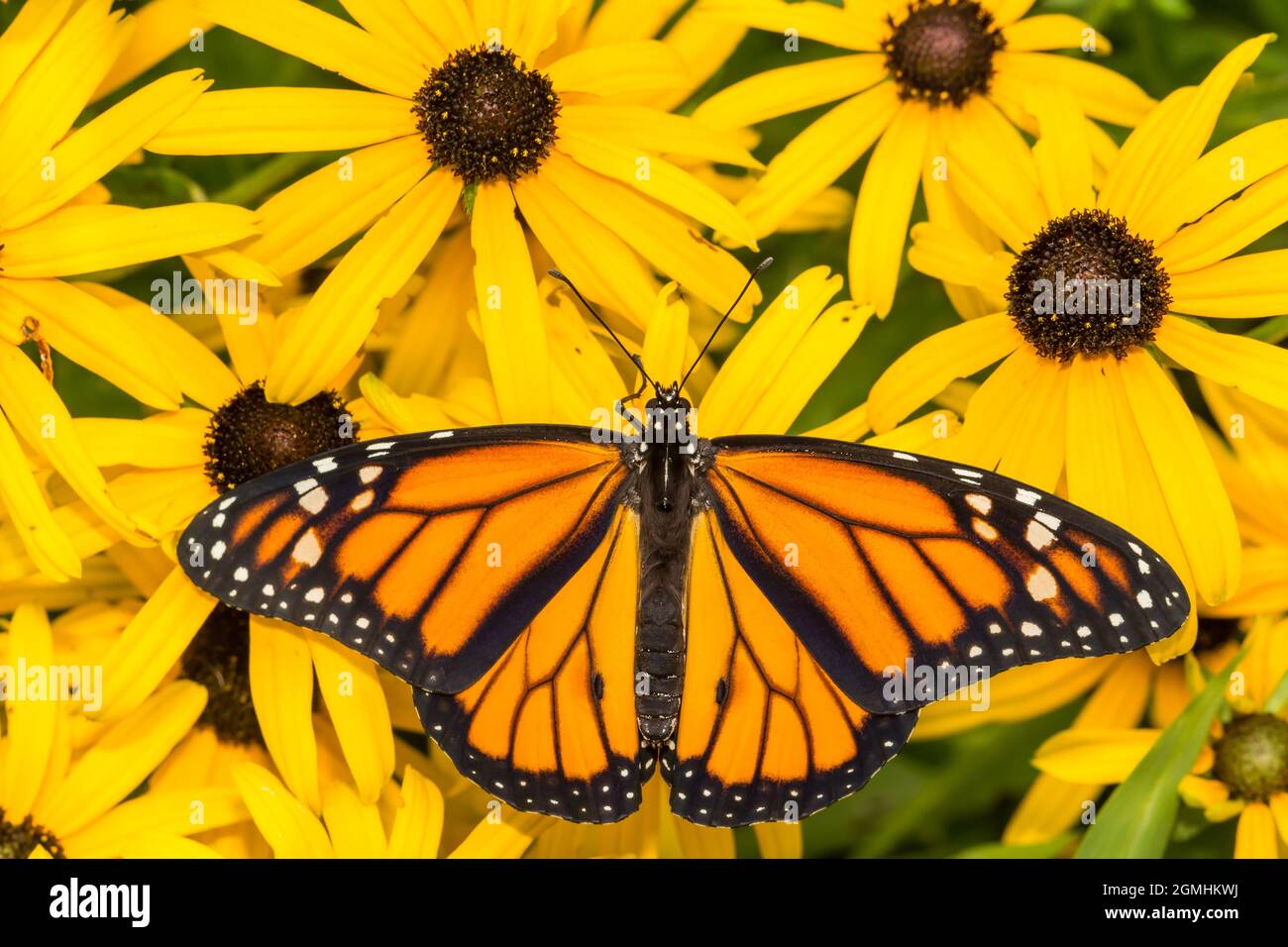 Monarch Butterfly (Danaus plexippus Stock Photo - Alamy