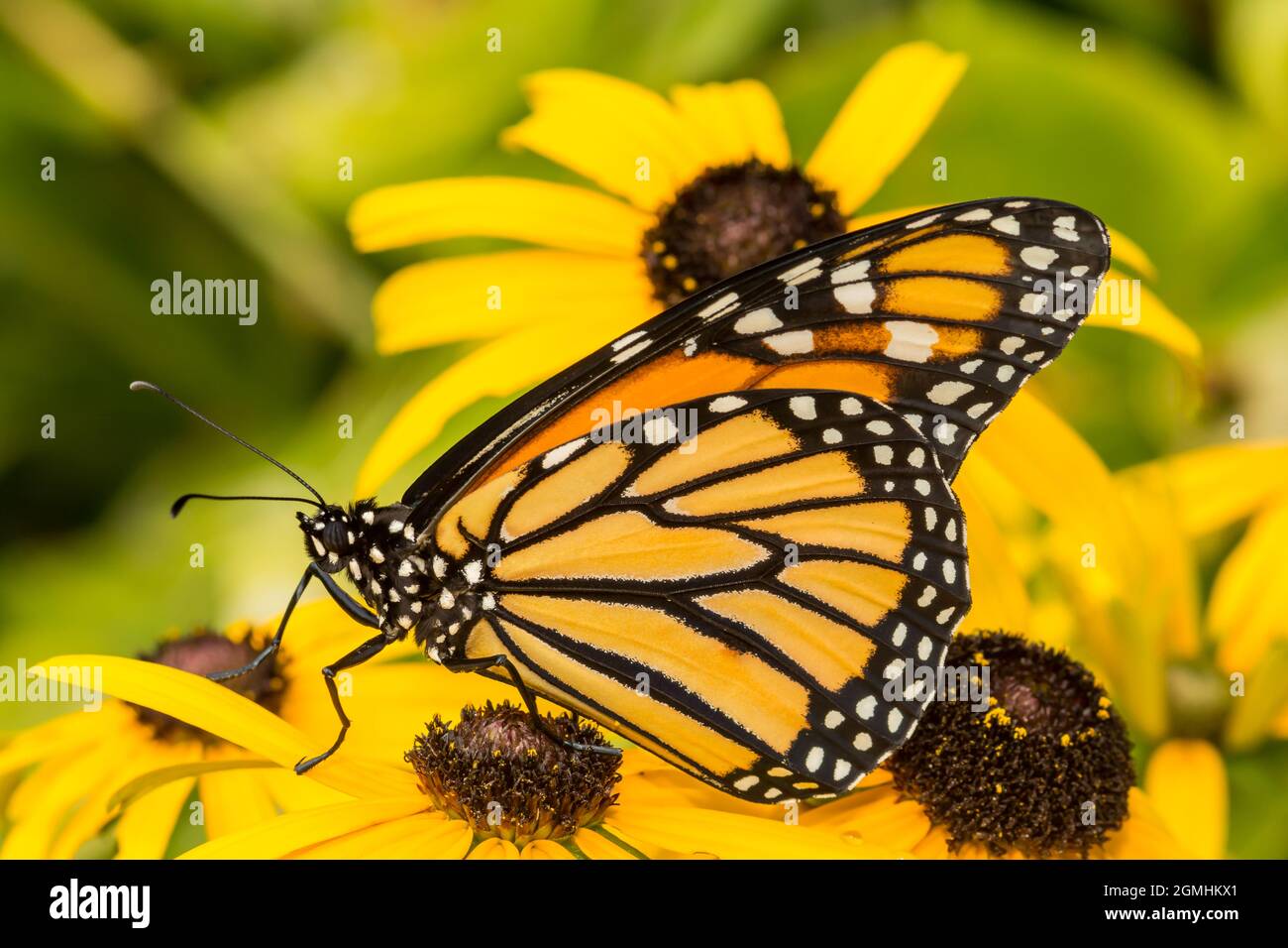Monarch Butterfly (Danaus plexippus Stock Photo - Alamy