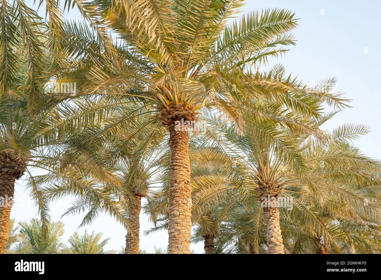 Plantation of date palms. Tropical agriculture industry in the Middle ...
