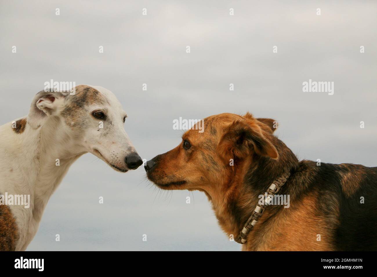 The two adorable dogs kiss each other Stock Photo - Alamy