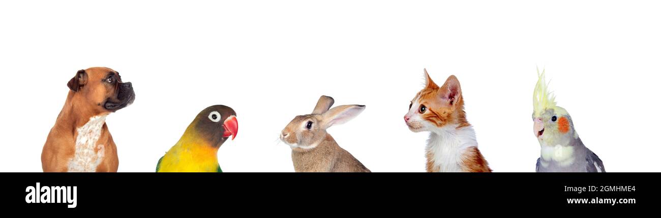 Group of pets together isolated on a white background Stock Photo - Alamy