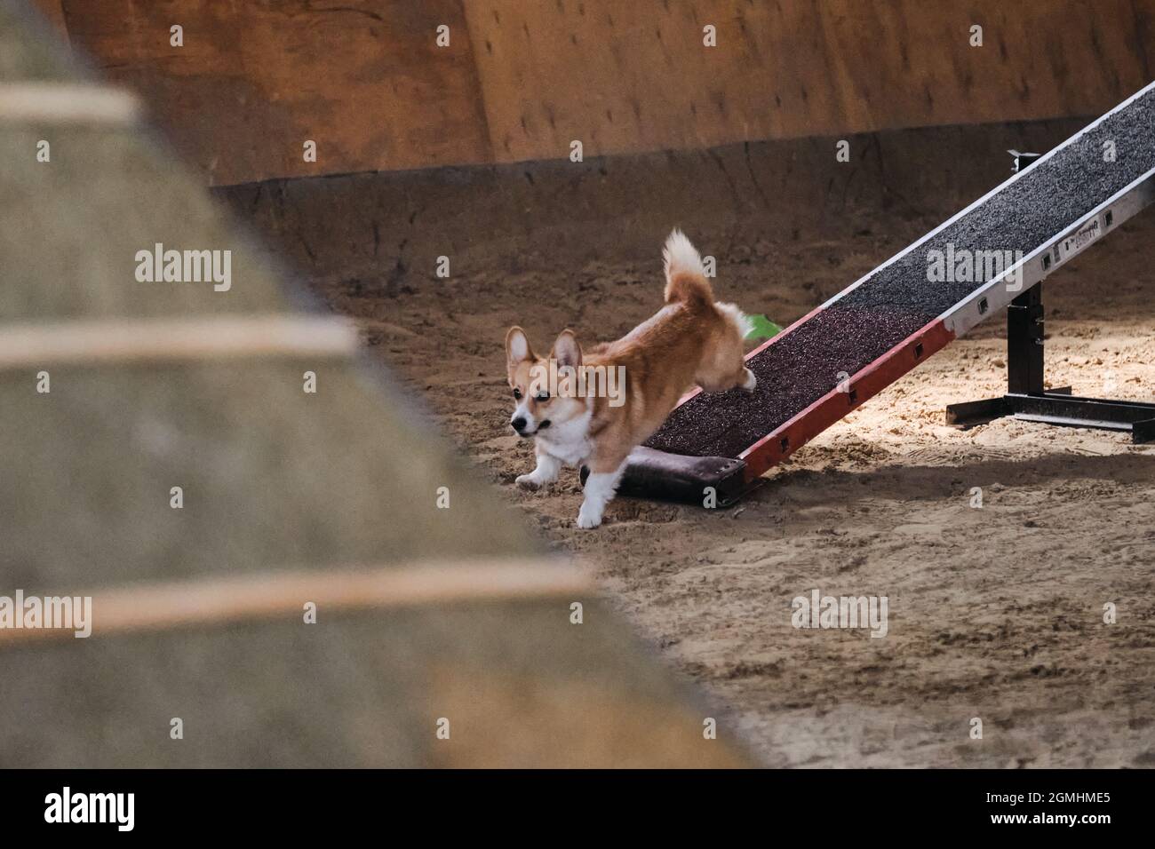 Agility competitions sports with dog to improve contact between pet and ...