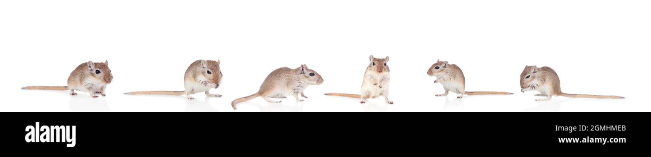 Six pet mouses isolated on a white background Stock Photo - Alamy