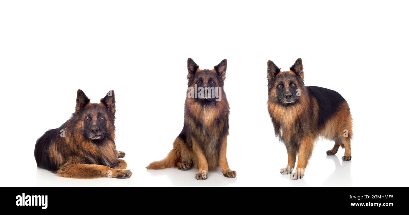 Three German Shepherd dogs isolated on a white background Stock Photo ...