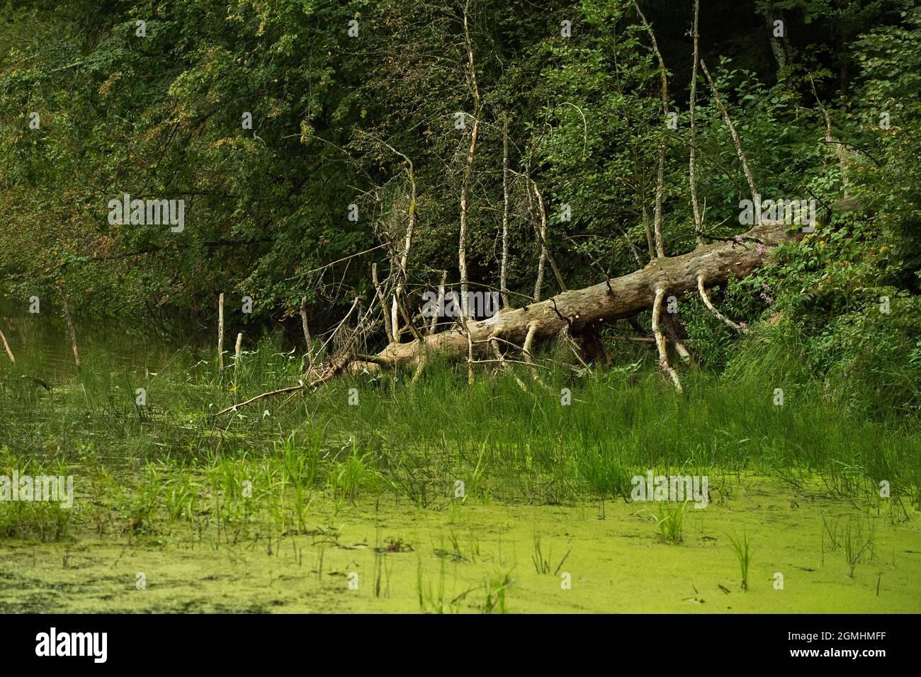An old fallen tree lies on the surface of the river, summer forest ...