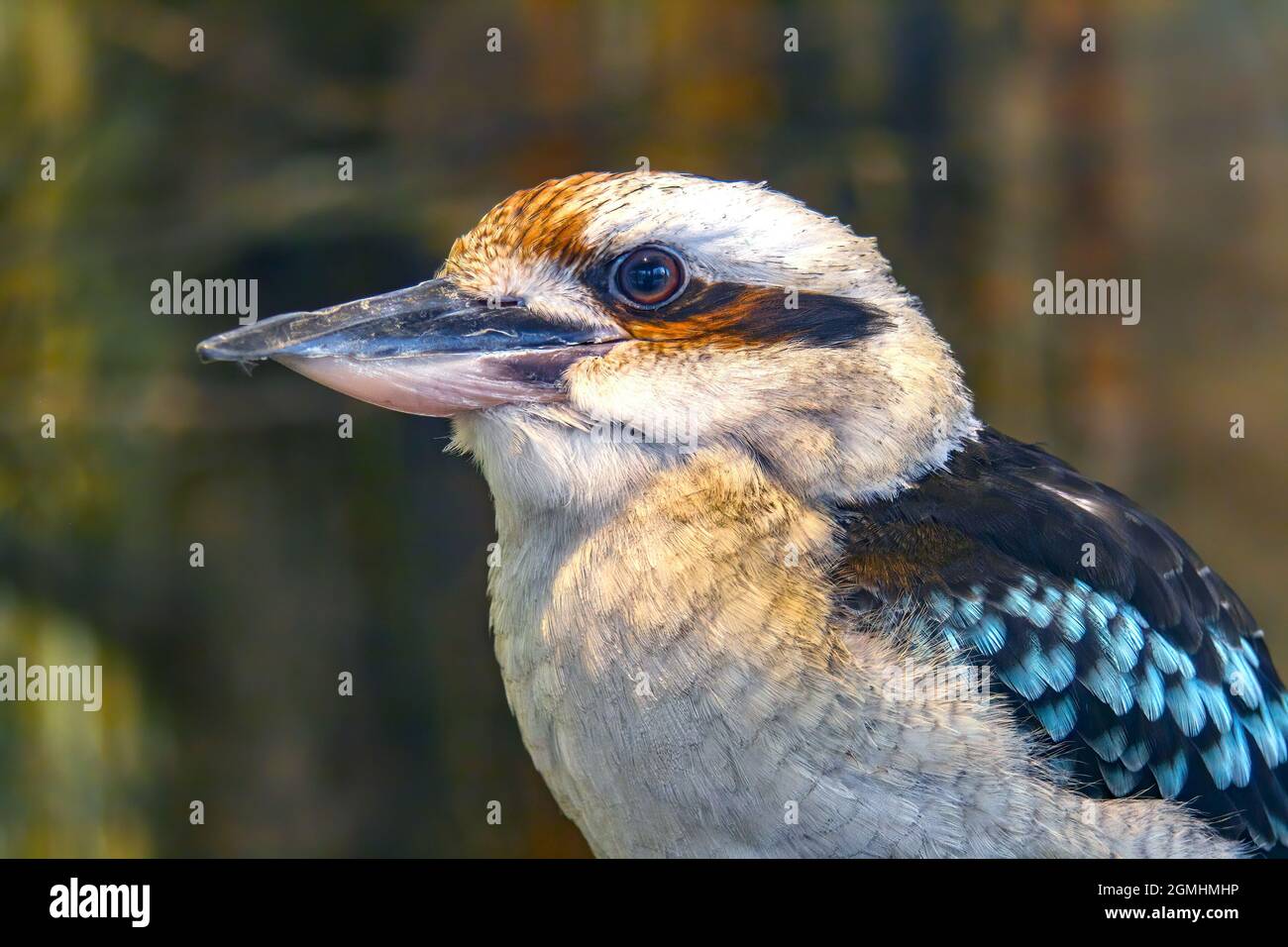The Kookaburra bird in the nature Stock Photo - Alamy