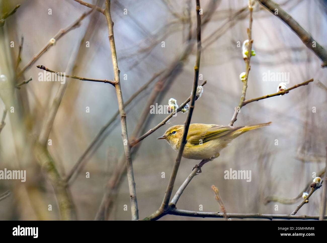 A Common Chiffchaff (Phylloscopus collybita) perched on a tree branch Stock Photo - Alamy