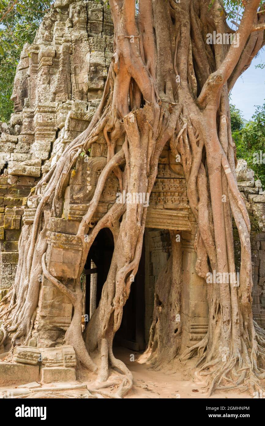 Gateway overgrown by a sacred fig at Ta Som Temple at cambodian Angkor ...