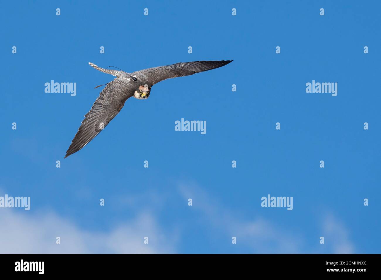 Lanner falcon (Falco biarmicus) with transmitter, in flight, captive ...
