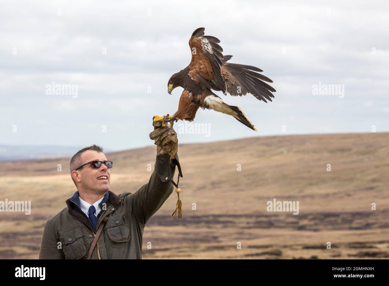 Harris hawk (Parabuteo unicinctus) on the glove, captive falconry bird ...