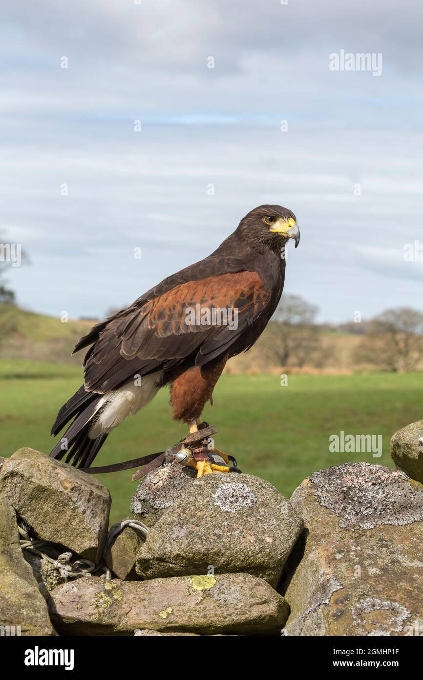 Harris Hawk Falconry