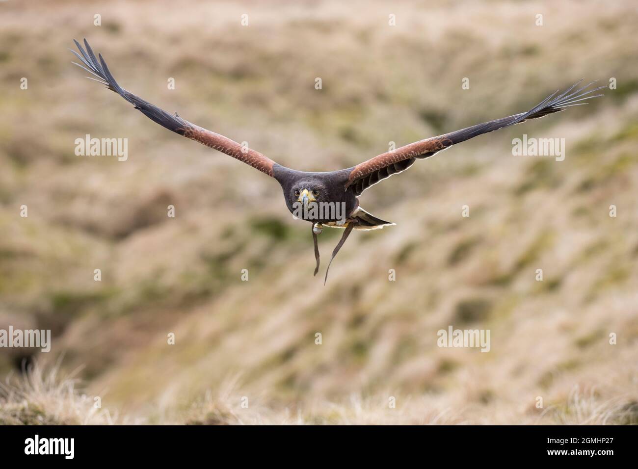 Harris hawk (Parabuteo unicinctus) in flight, captive falconry bird ...