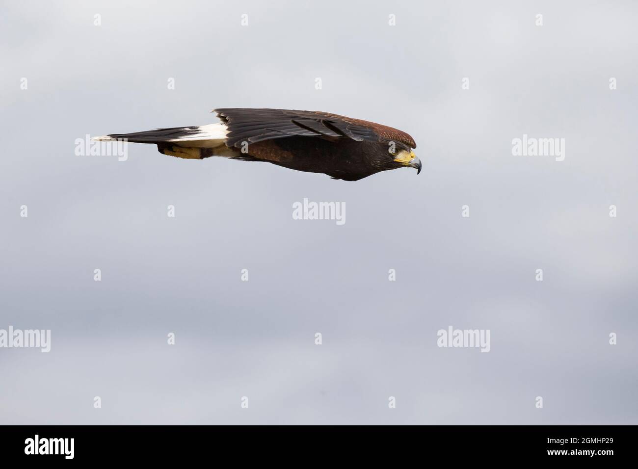 Harris hawk (Parabuteo unicinctus) in flight, captive falconry bird ...