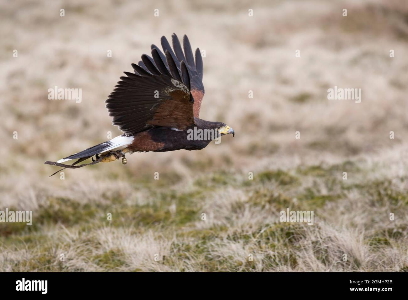 Harris hawk (Parabuteo unicinctus) in flight, captive falconry bird ...