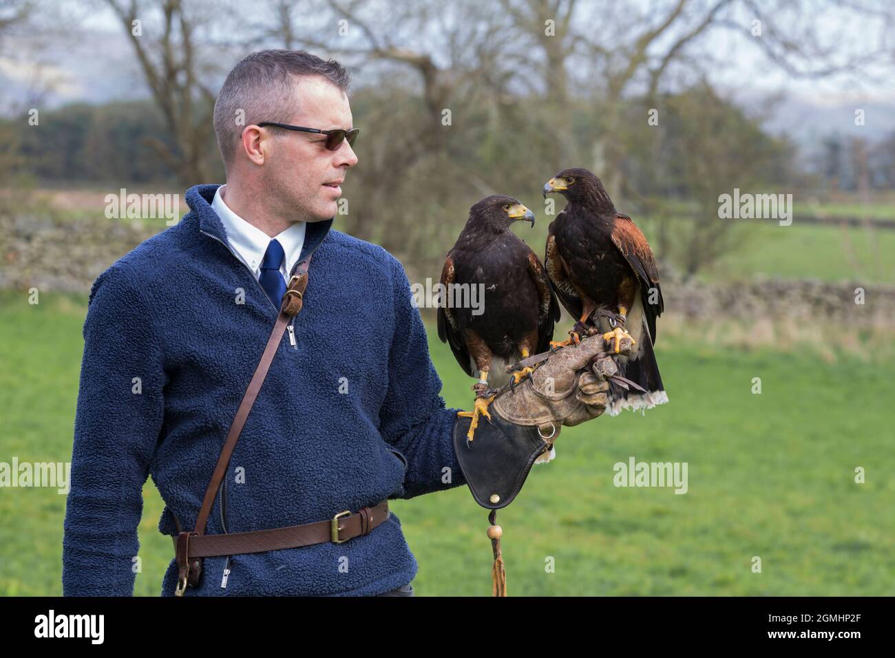 Harris hawks hi-res stock photography and images - Alamy