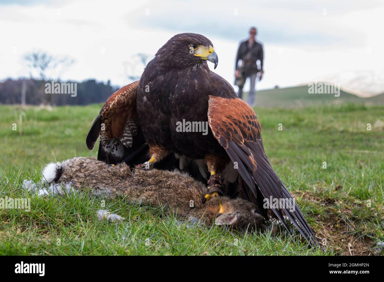 Harris Hawk Hunt High Resolution Stock Photography and Images - Alamy