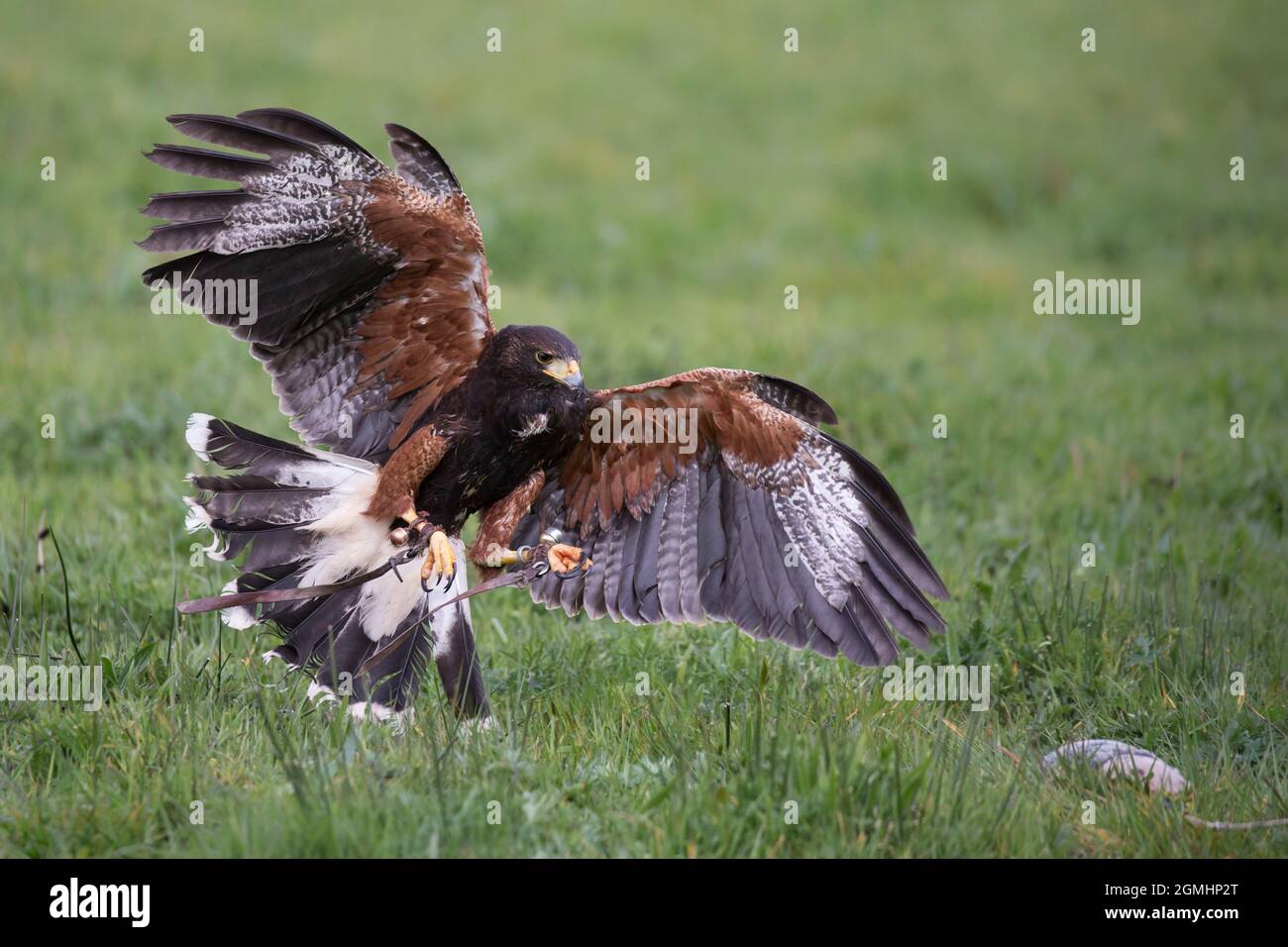 Dummy Bird Of Prey High Resolution Stock Photography and Images - Alamy