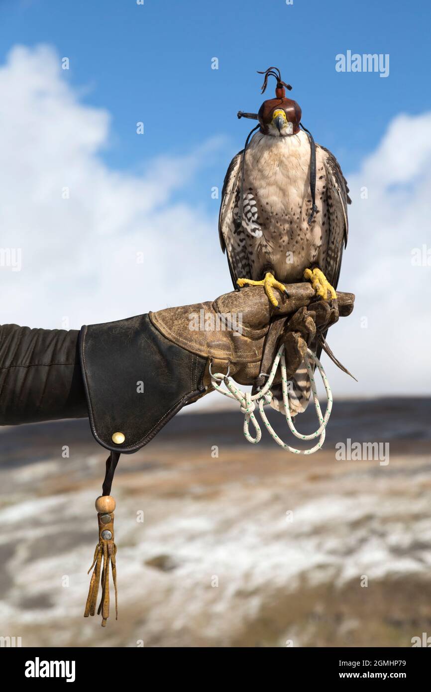 Falcon Wearing Hood High Resolution Stock Photography and Images - Alamy