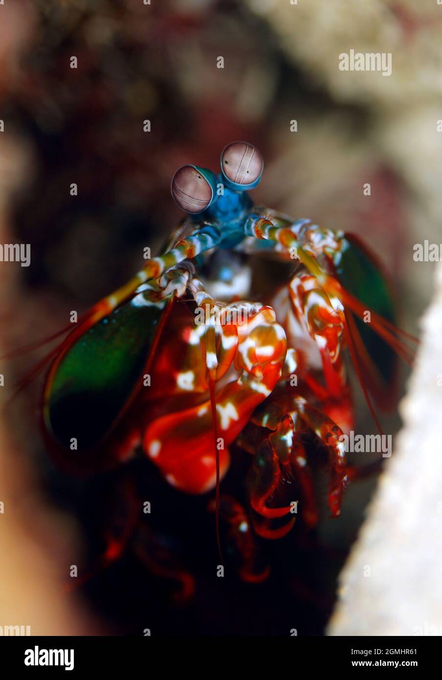 Close-up of a Peacock Mantis Shrimp (Odontodactylus scyllarus, aka ...