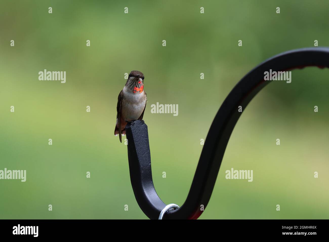 Starting arch hi-res stock photography and images - Alamy