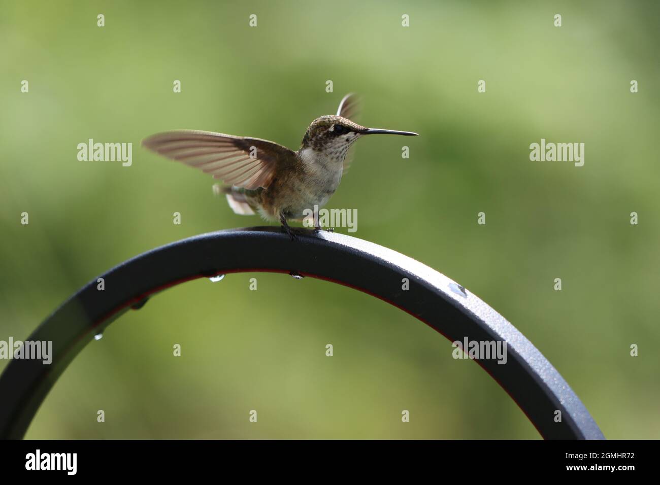 A ruby-throated hummingbird landing on a metal arch Stock Photo - Alamy