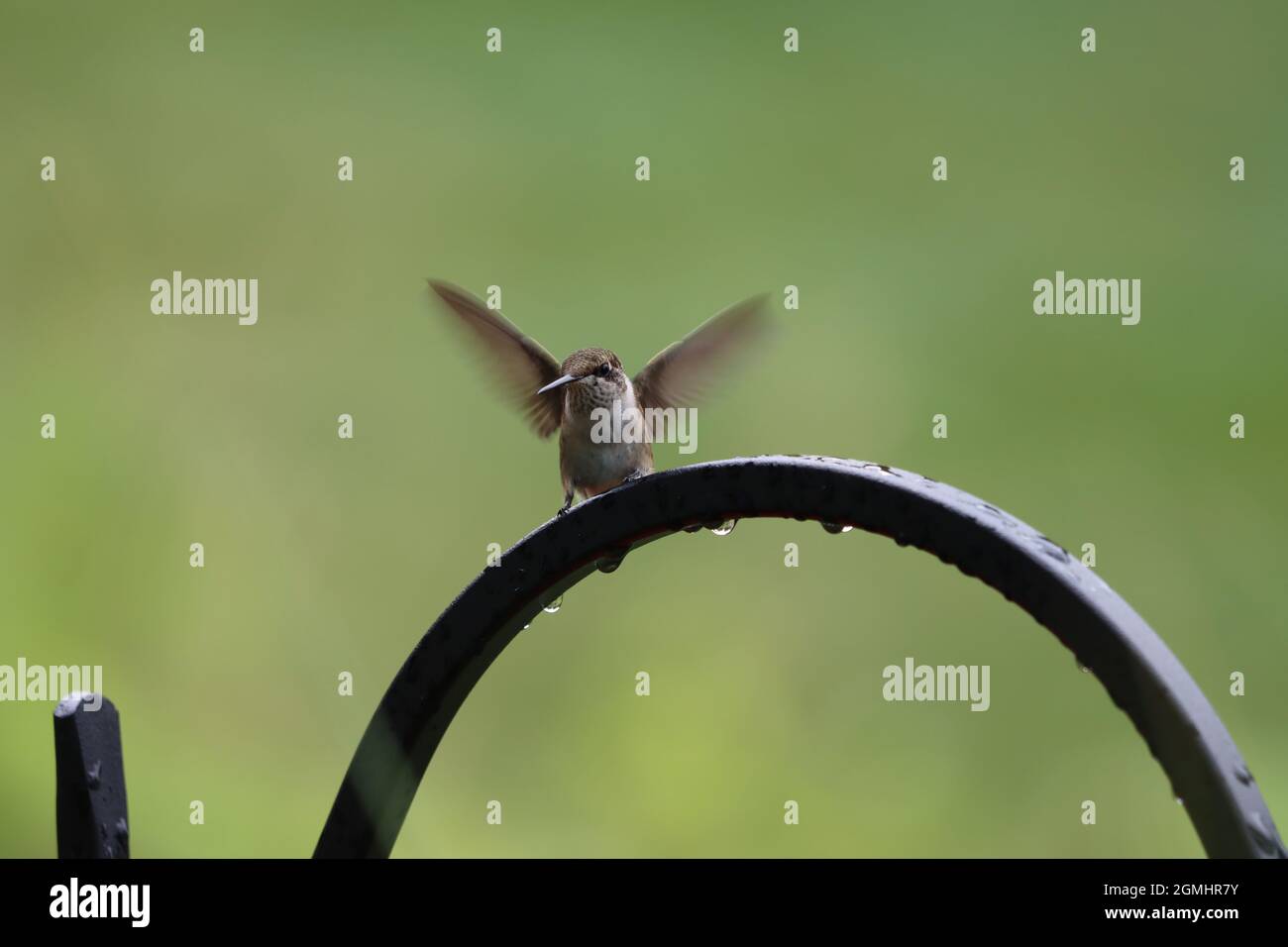 A ruby-throated hummingbird landing on a wet black arch on a rainy ...
