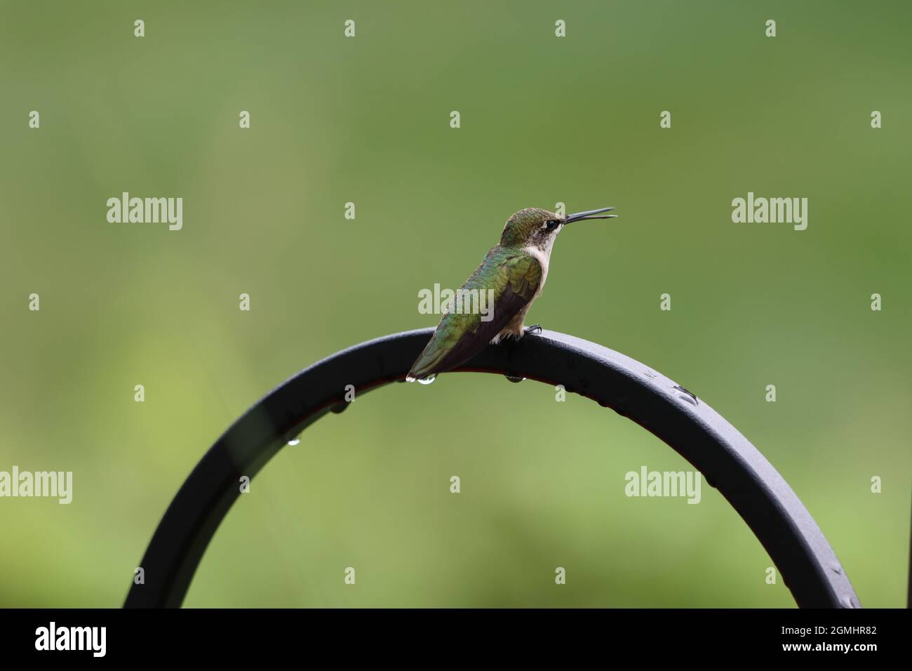 A ruby-throated hummingbird singing while sitting on a black metal arch ...