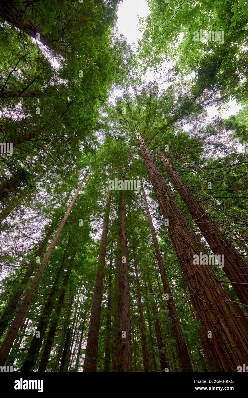 Towering oak tree hi-res stock photography and images - Alamy