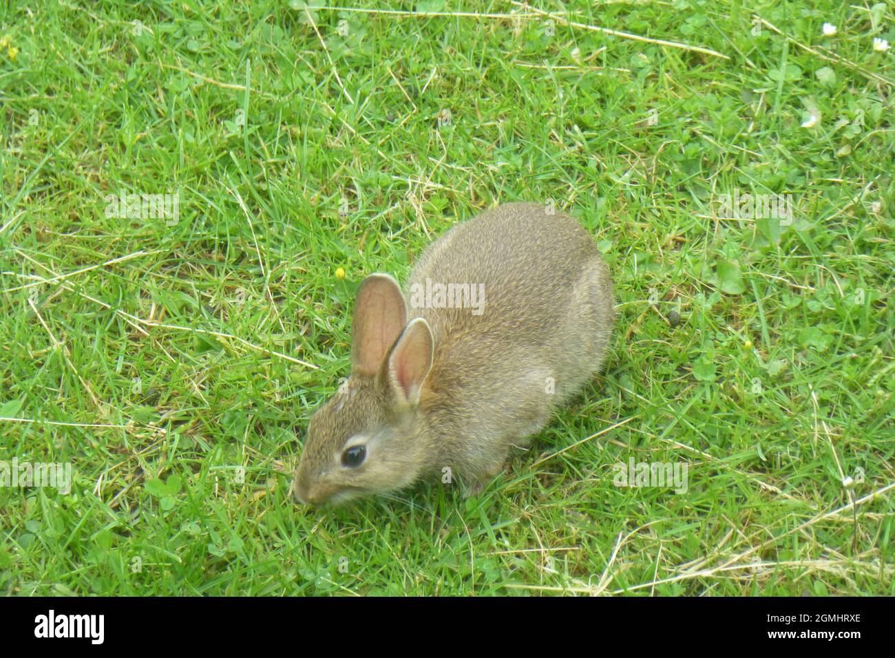 Brown rabbit part hi-res stock photography and images - Alamy
