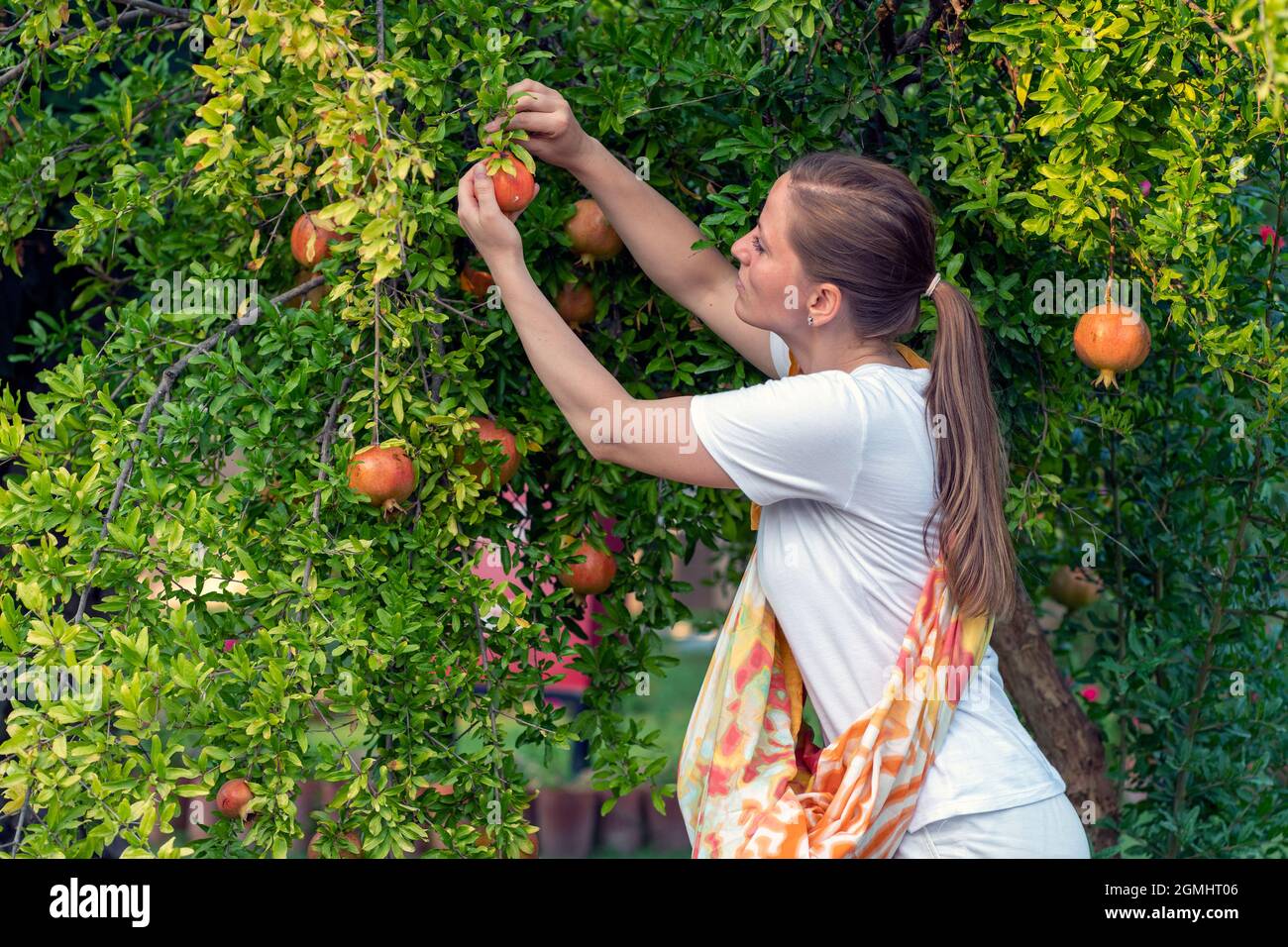 Woman Collects Fruits High Resolution Stock Photography and Images - Alamy