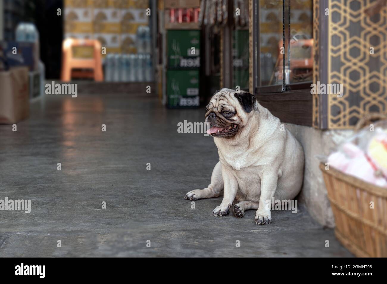 The pug is a breed of dog with physically distinctive features of a ...