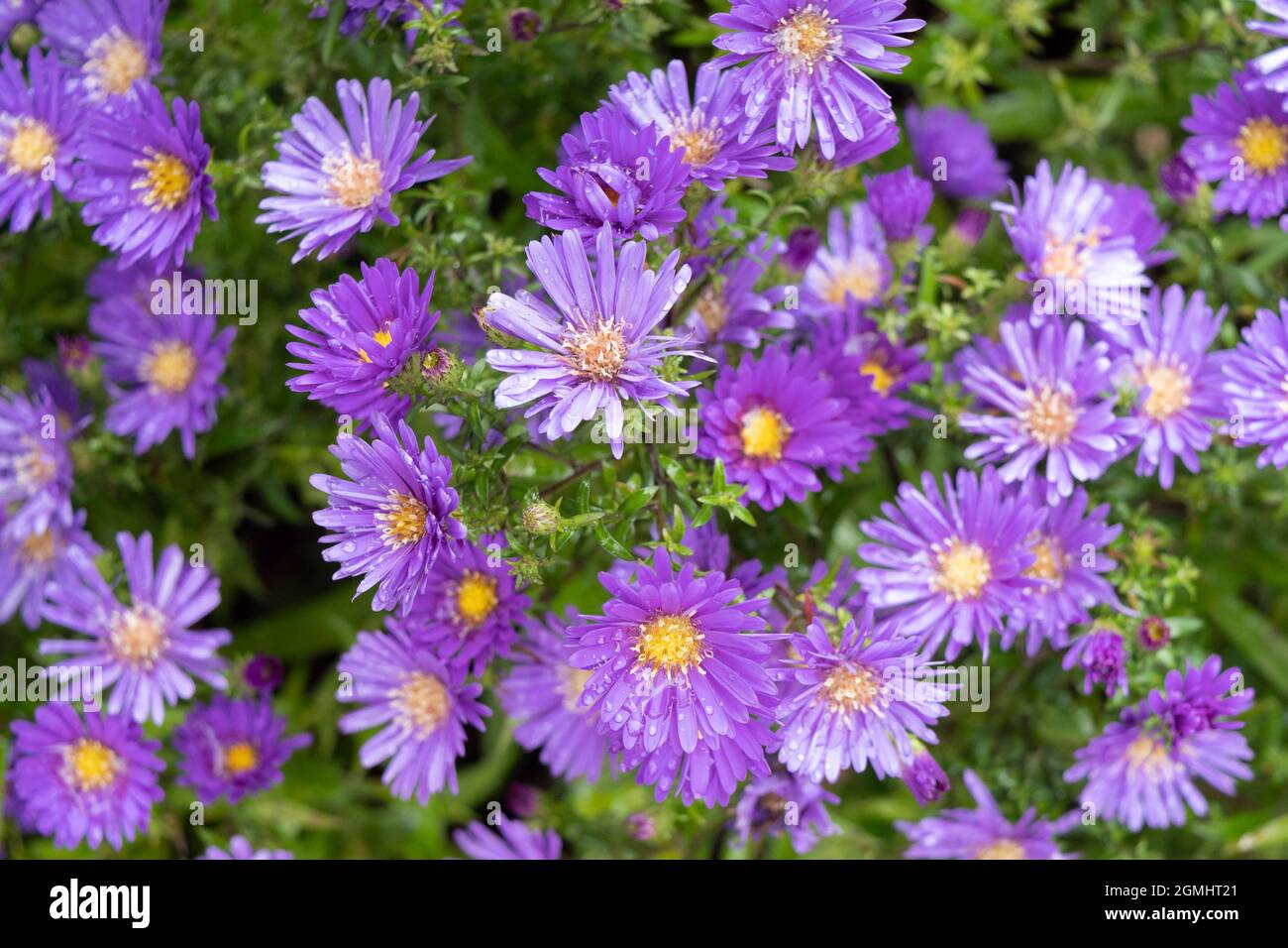 Michaelmas Daisy "Samoa Stock Photo - Alamy