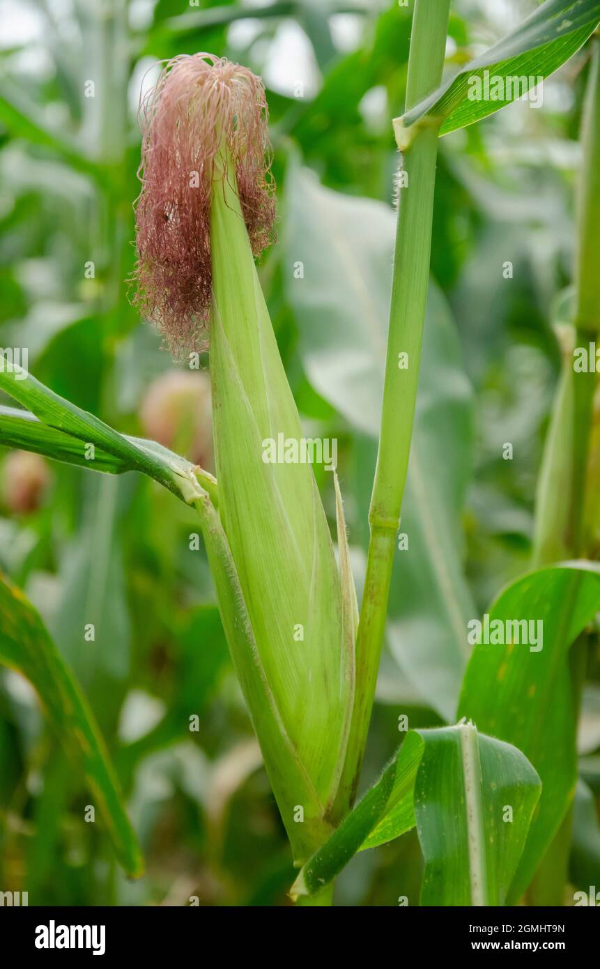 Maize field in the morning sun hi-res stock photography and images - Alamy