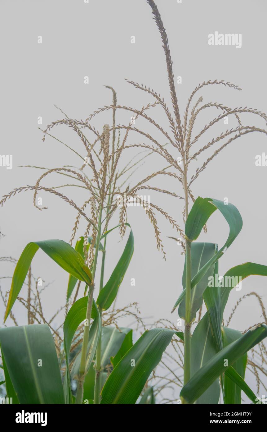 Maize fruit hi-res stock photography and images - Alamy