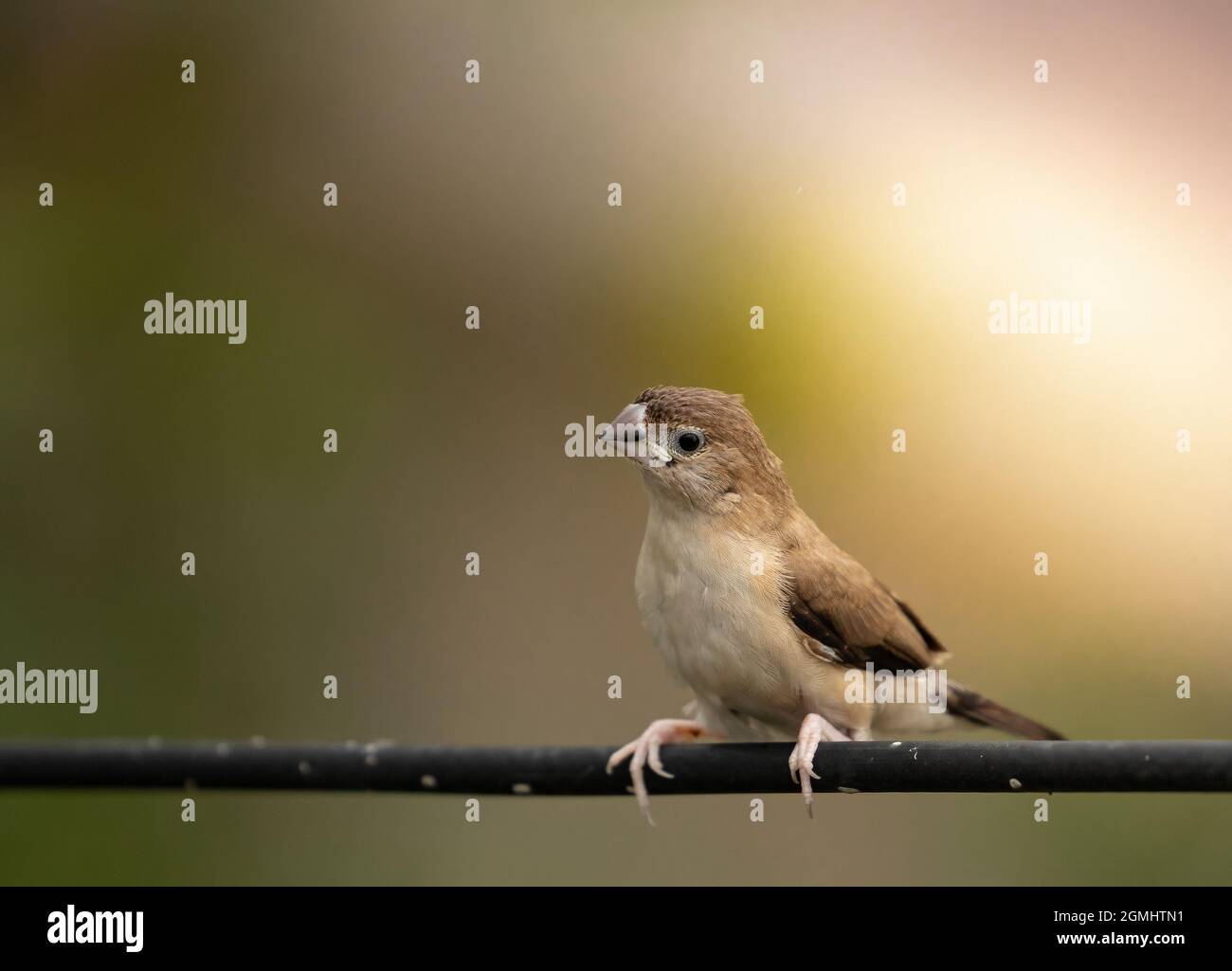 A soft focus of a young Indian Silverbill bird perched on a tree branch ...