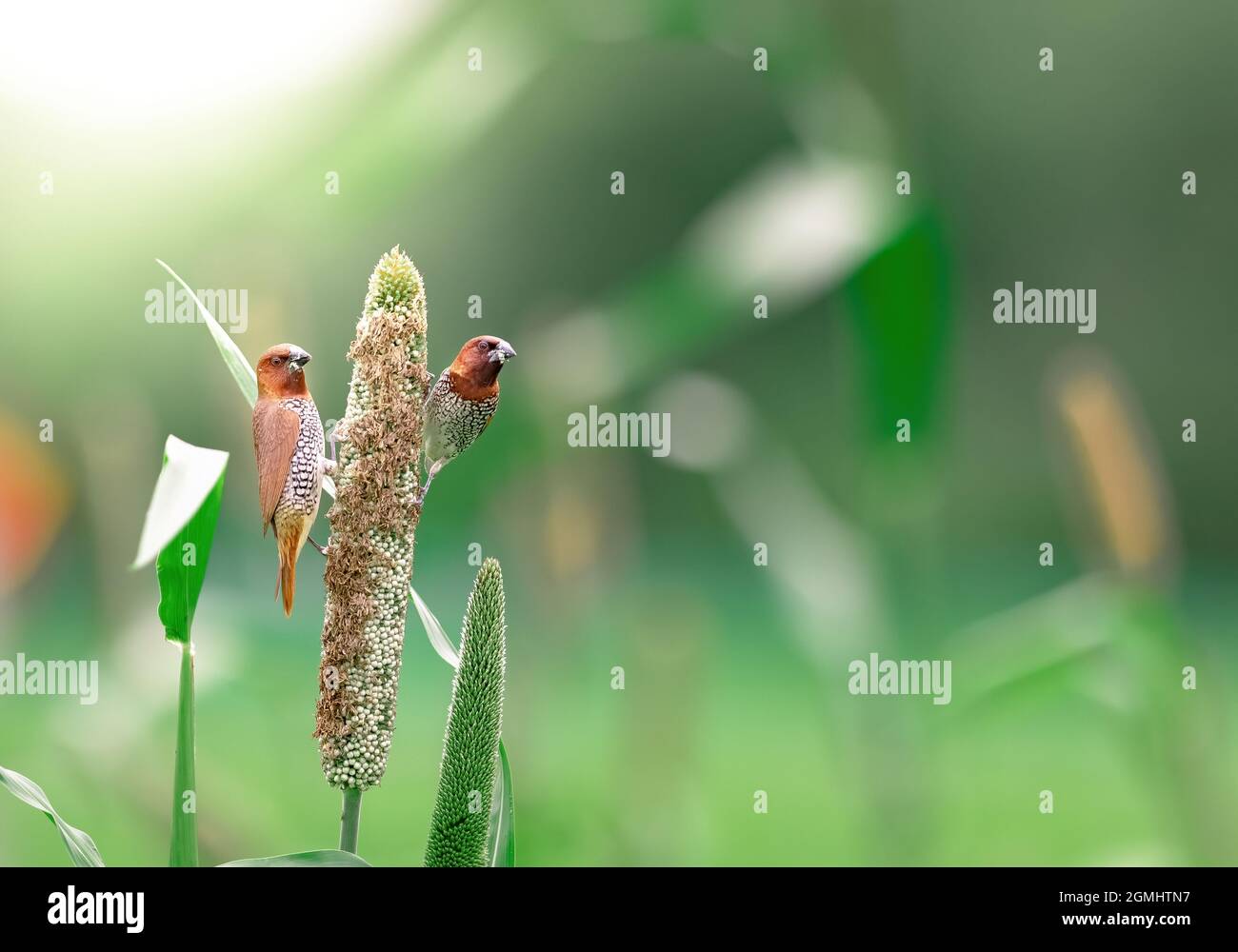 Scaly flower hi-res stock photography and images - Alamy