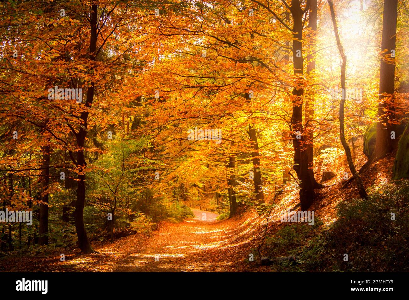 path in the forest in autumn with autumn light creeping through the ...