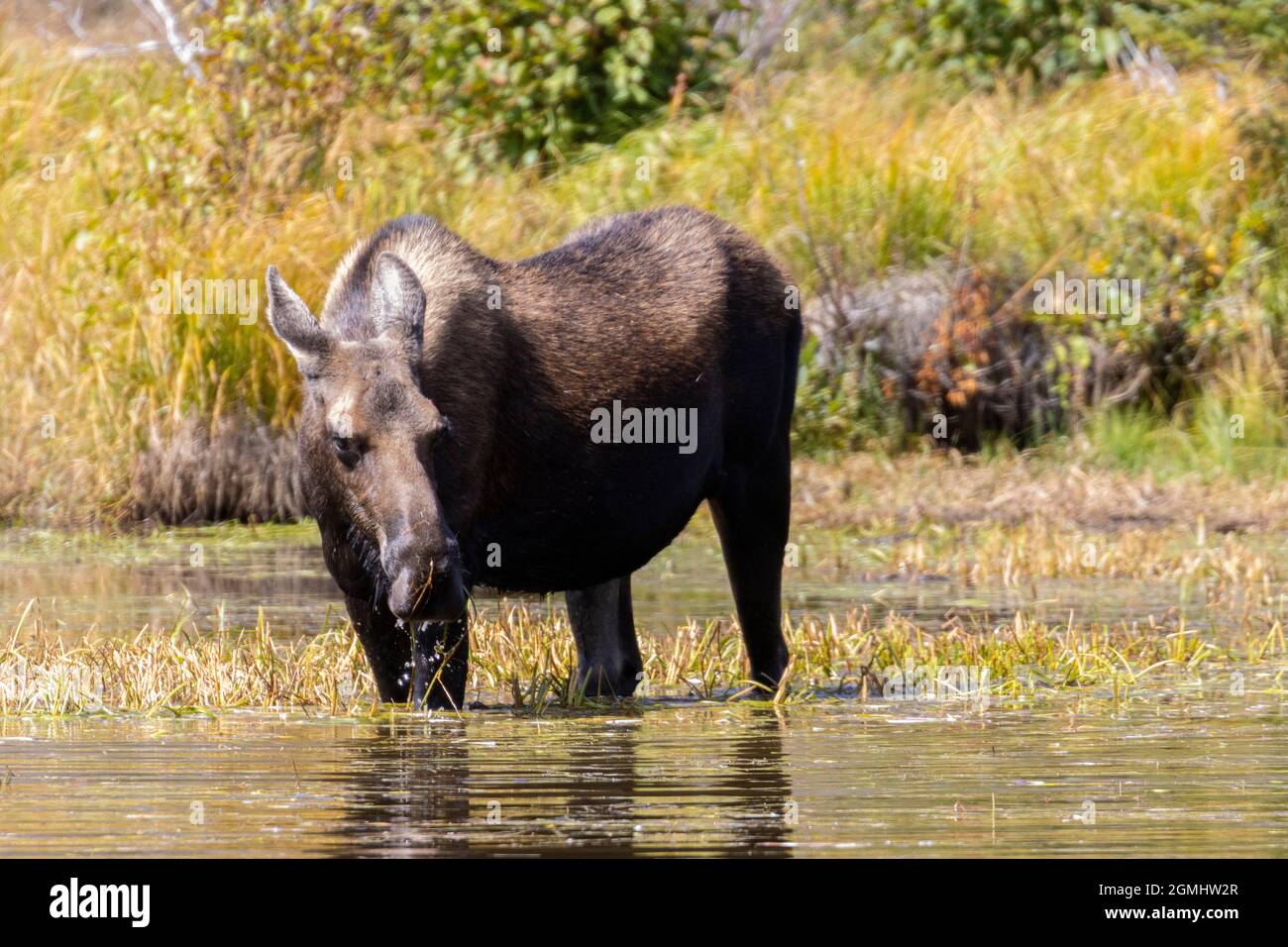 Moose Feeding in Beaver Ponds Stock Photo - Alamy