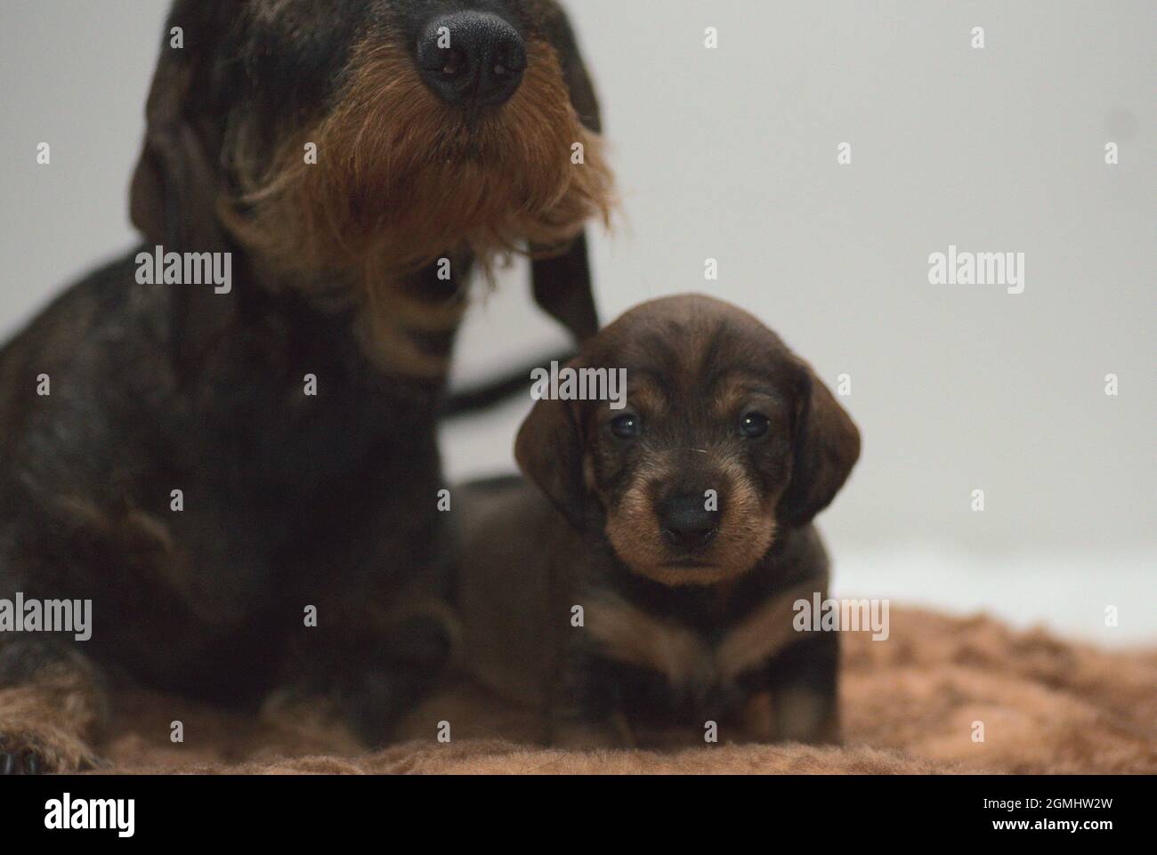 Dachshund puppies are curious and explore their surroundings Stock Photo - Alamy