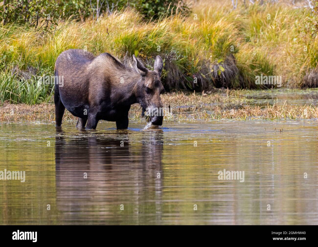 Moose Feeding in Beaver Ponds Stock Photo - Alamy