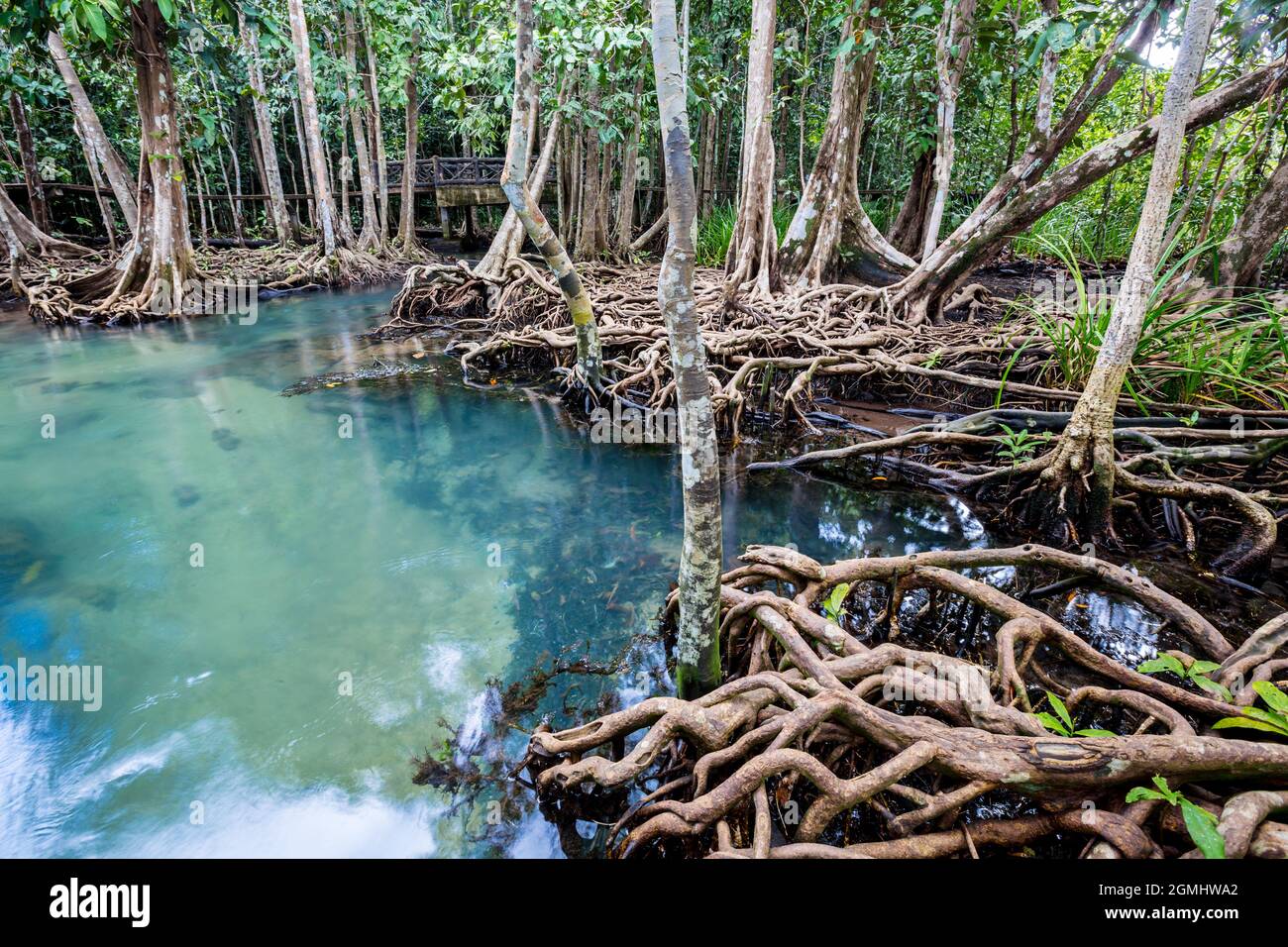 Tropical tree roots or Tha pom mangrove in swamp forest and flow water ...
