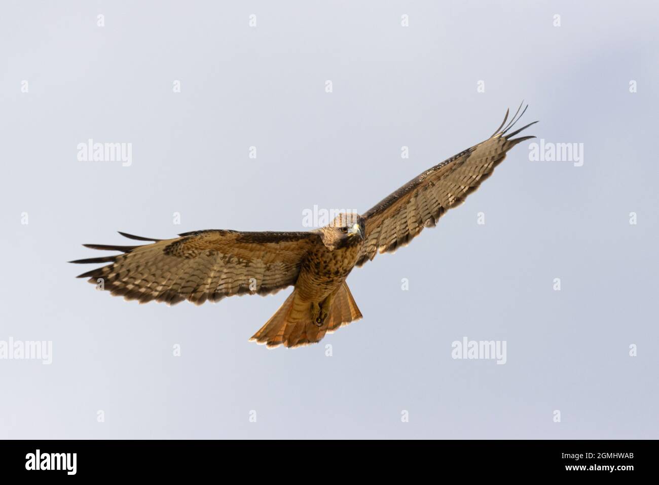 Red-tailed hawk in flight over the Pike National Forest of Colorado ...