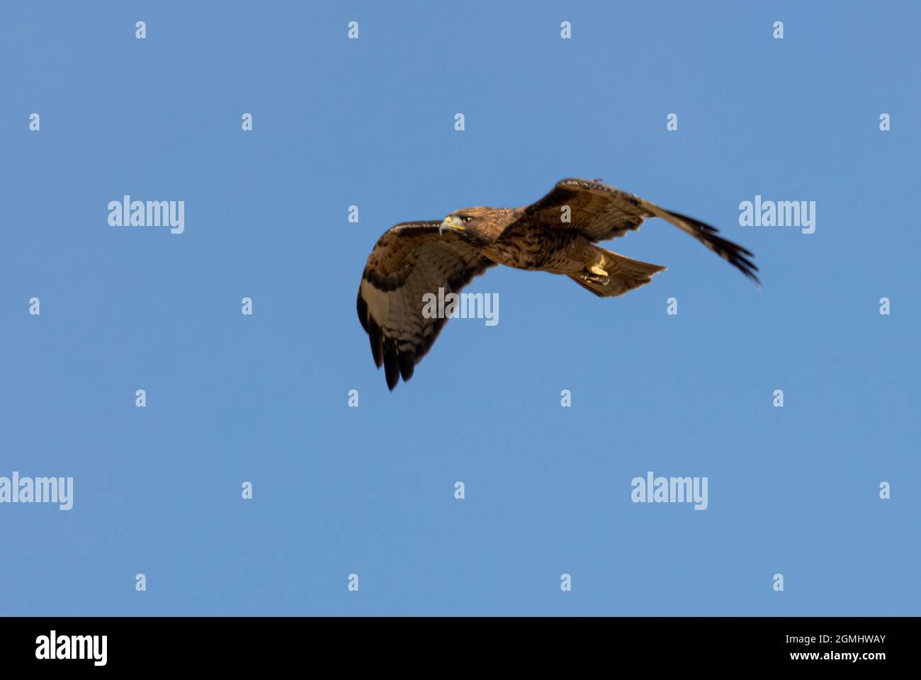 Red-tailed hawk in flight over the Pike National Forest of Colorado ...