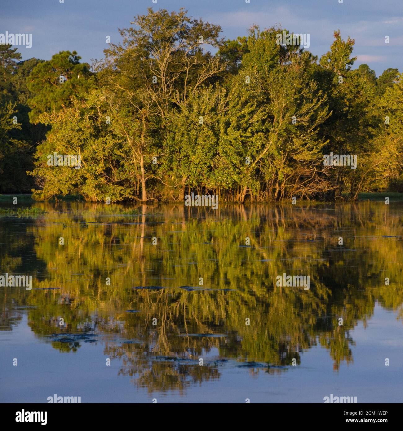 Trees reflected on the surface of a pond Stock Photo - Alamy