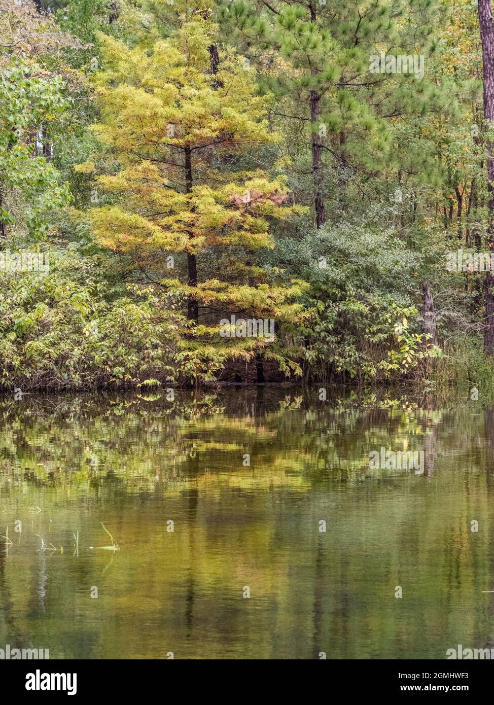 Fall colors in the forest hi-res stock photography and images - Alamy