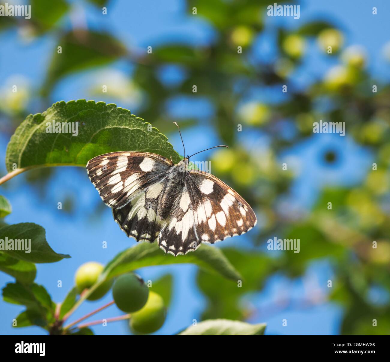 Macro marbled white hi-res stock photography and images - Alamy