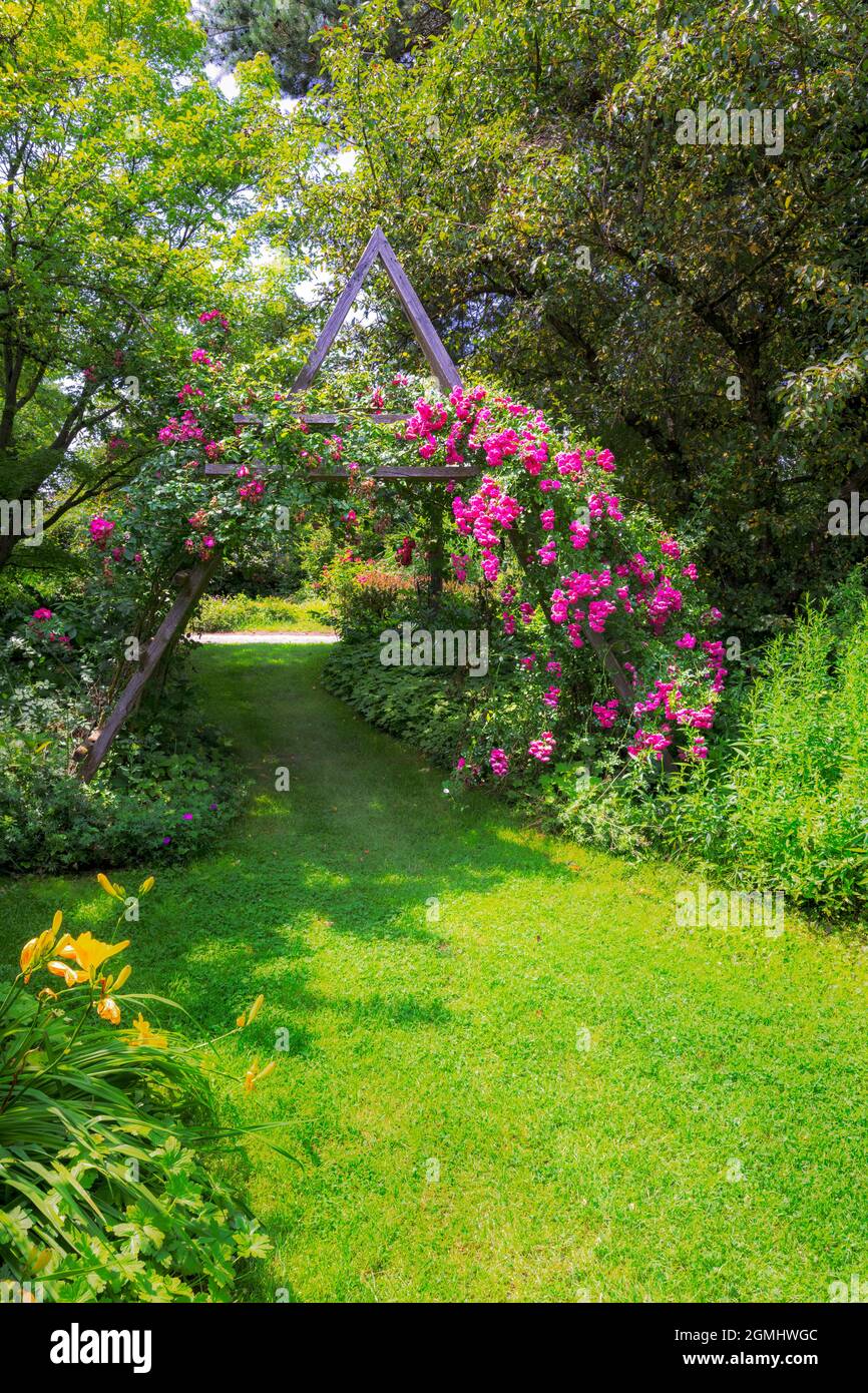 Idyllic rose garden with pink flowering rambler roses Stock Photo - Alamy