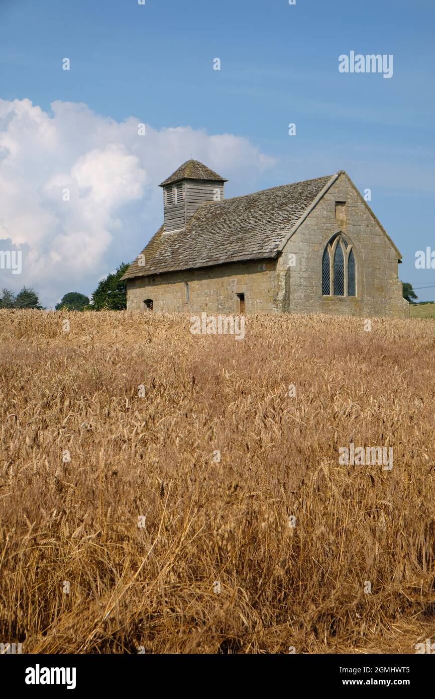 Harvest ripening in corn field hi-res stock photography and images - Alamy